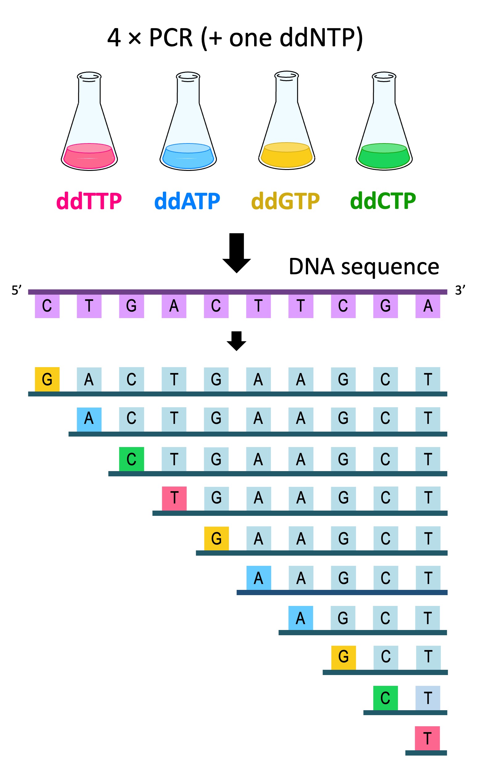 DNA Applications